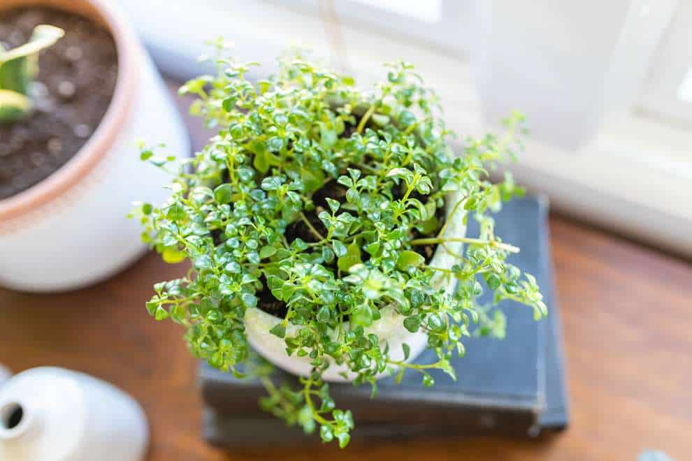 A Non-Expert's Guide to Keeping Houseplants Alive - This Evergreen Home
